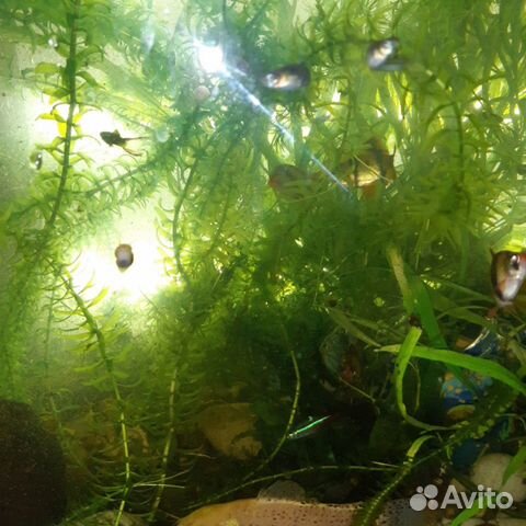Аквариумное растение
