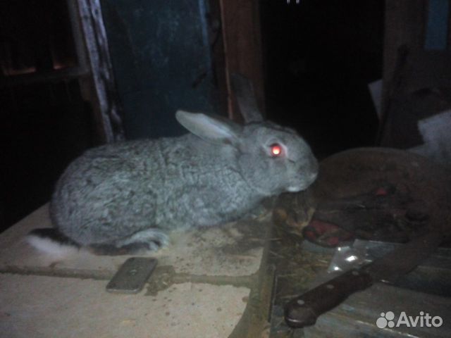 Кролики советская шиншилла