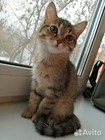 Котёнок