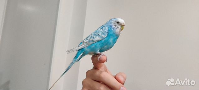 Отдам попугая в дар