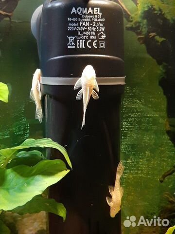 Анциструсята желтые