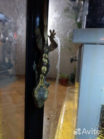 Геккон. Ресничатый бананоед