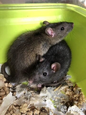 Крысята