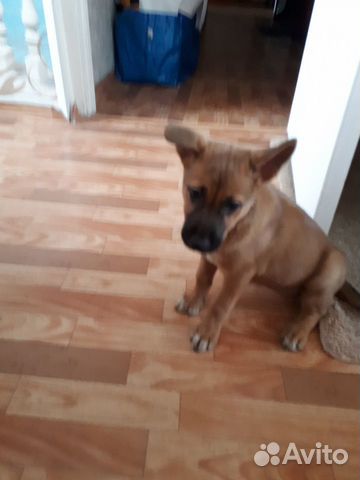 Найдена собака