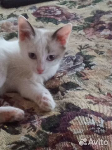 Отдам в добрые руки