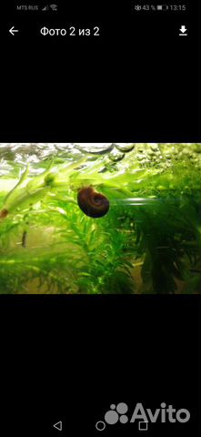 Улитки "катушки"