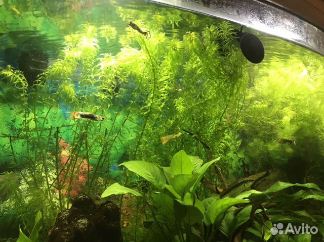 Аквариумные растения