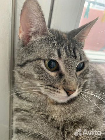 Молодая кошечка, 8 мес