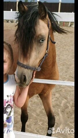 Уэльские пони