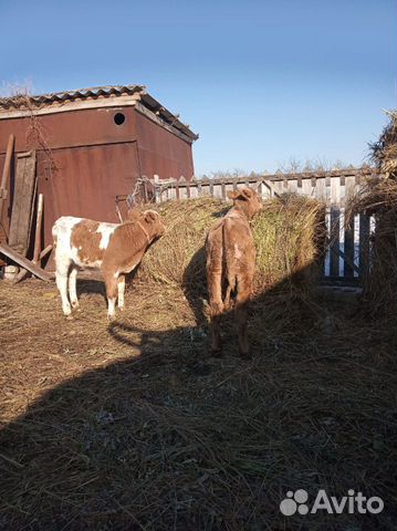 Продаются телята