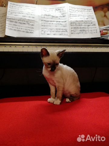 Котёнок корниш-рекс