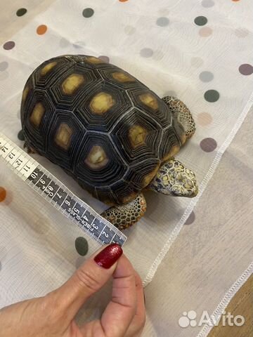 Угольная черепаха
