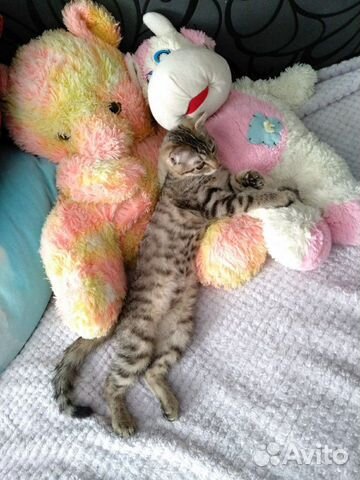 Котенок