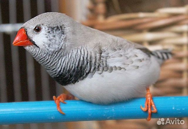 Зебровая амадина (самец)