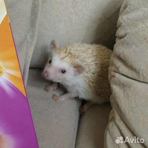 Африканский еж вязка (ежиха)