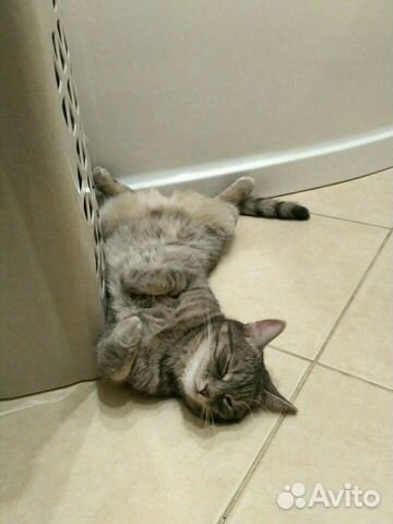 Кошка Симка