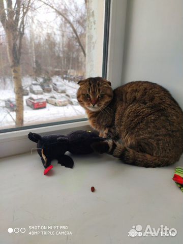 Кошка шотландская вислоухая