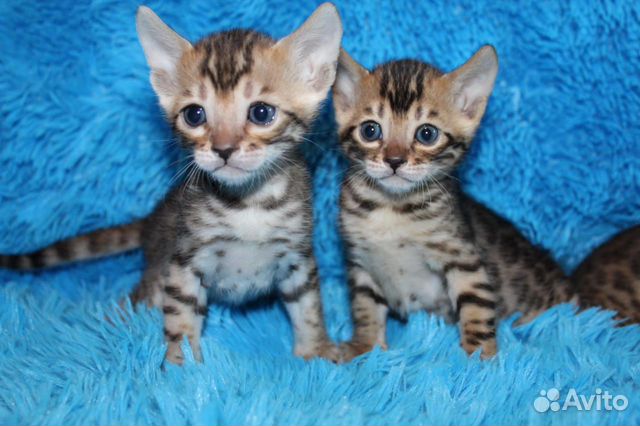 Бенгальские котята