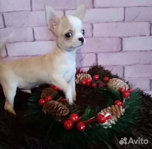 Мальчишка чихуахуа