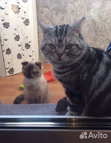 Скотиш-Страйт