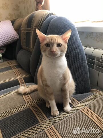 Котик ищет дом