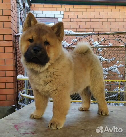 Щенки чау-чау из питомника