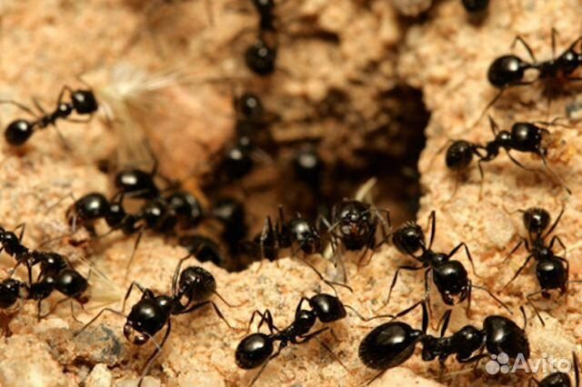 Муравьи россыпью для муравьиных ферм