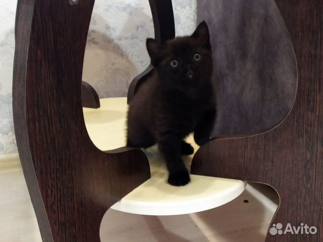 Британский милашка