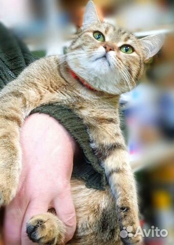 Кошечка Мирония ищет дом