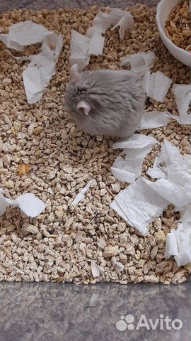 Хомяк редкого окраса (кемпбелла)