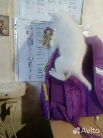 Отдам в добрые руки