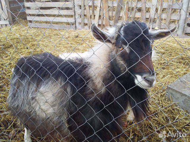 Козел 2 года комолый