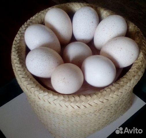 Яйца инкубационые яйца китайской шёлковой (белой)