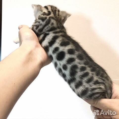 Бенгальские котята