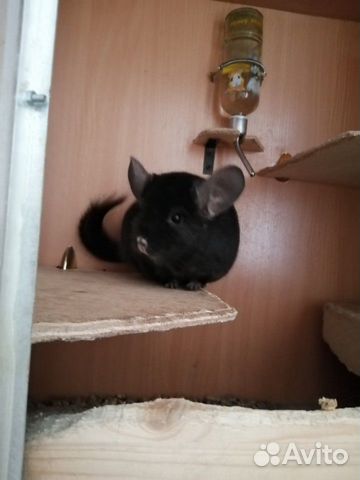 Шкаф-витрина и семья шиншилл