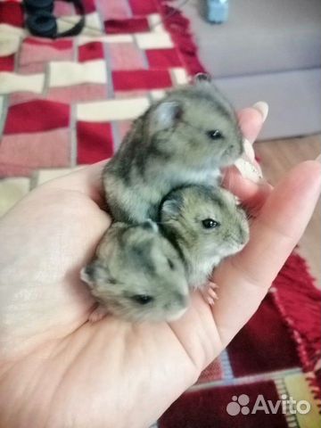 Джунгарский хомяк