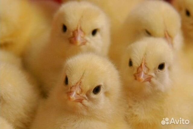 Цыпленок бройлерный Ross-308