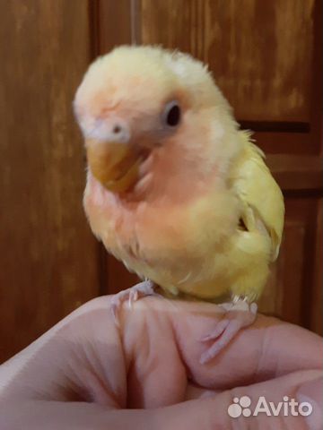 Попугай неразлучник