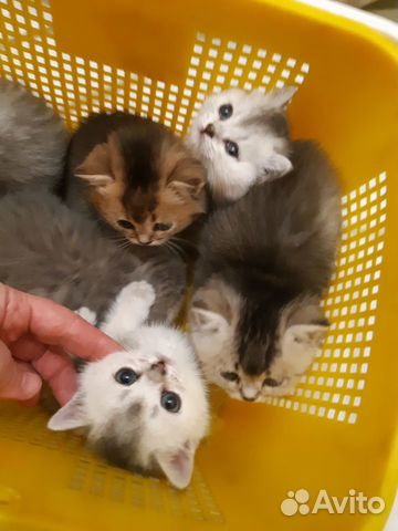 Британские котята
