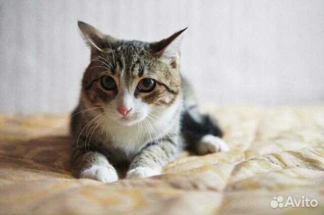 Котенок Тема в добрые руки