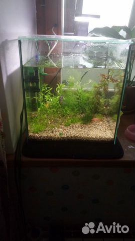 Отдам барбусов