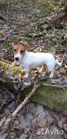 Джек Рассел терьер