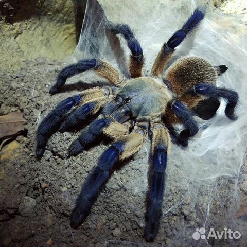 Паук самка monocentropus balfouri