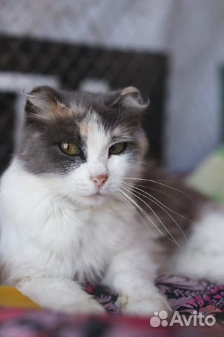 Арья. Уютная кошка в добрые руки