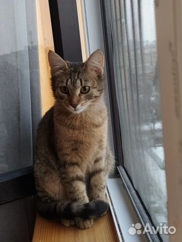 Кошка
