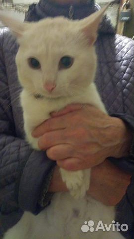 Котик в добрые руки