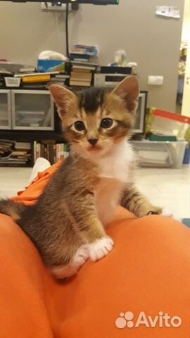 Котенок абиссинец-метис