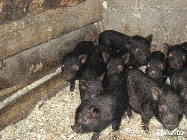 Вьетнамские вислобрюхие поросята