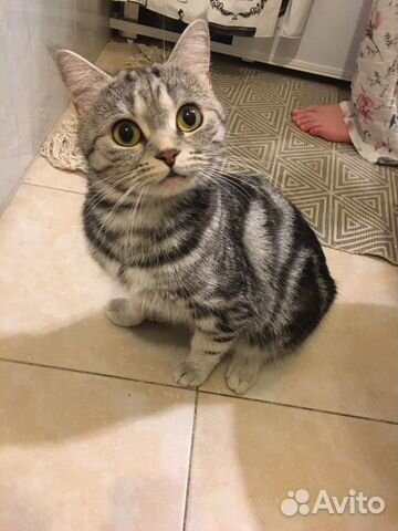 Британская кошечка