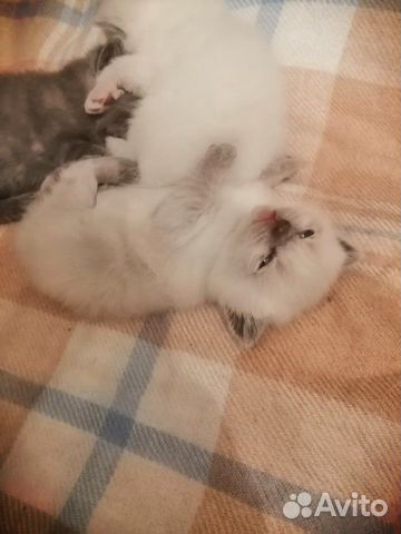 Продаю котят